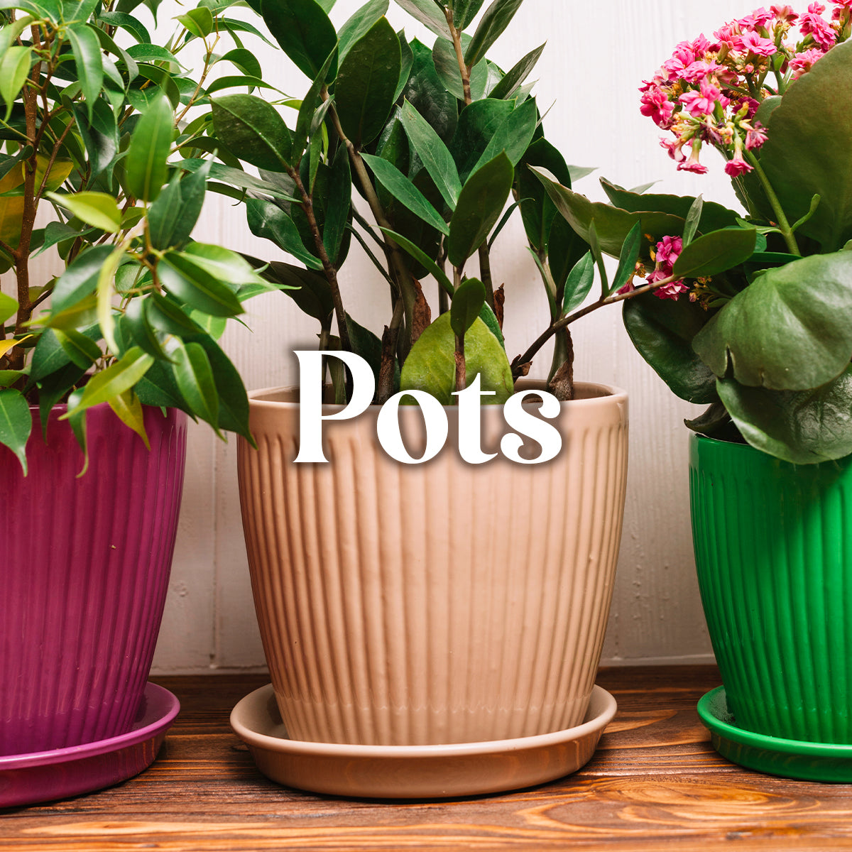 Pots – House of Plants